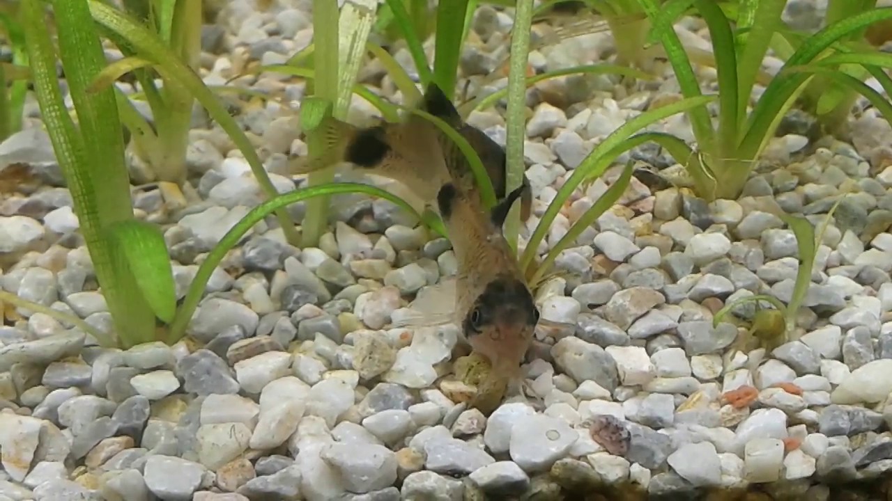 Ikan Corydoras Panda (Corydoras Panda Fish) - YouTube