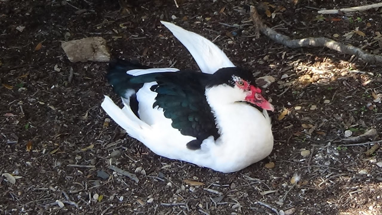 Texas Duck Pond - Angel Wing Duck_1 - YouTube