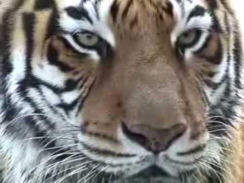 Predatorial Stripes - The Majestic Panthera Tigris