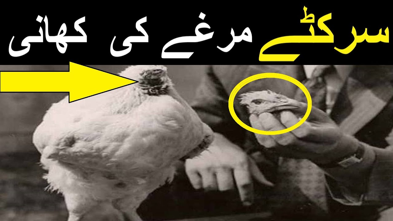 How this Rooster survived for 18 months without head || story of ...