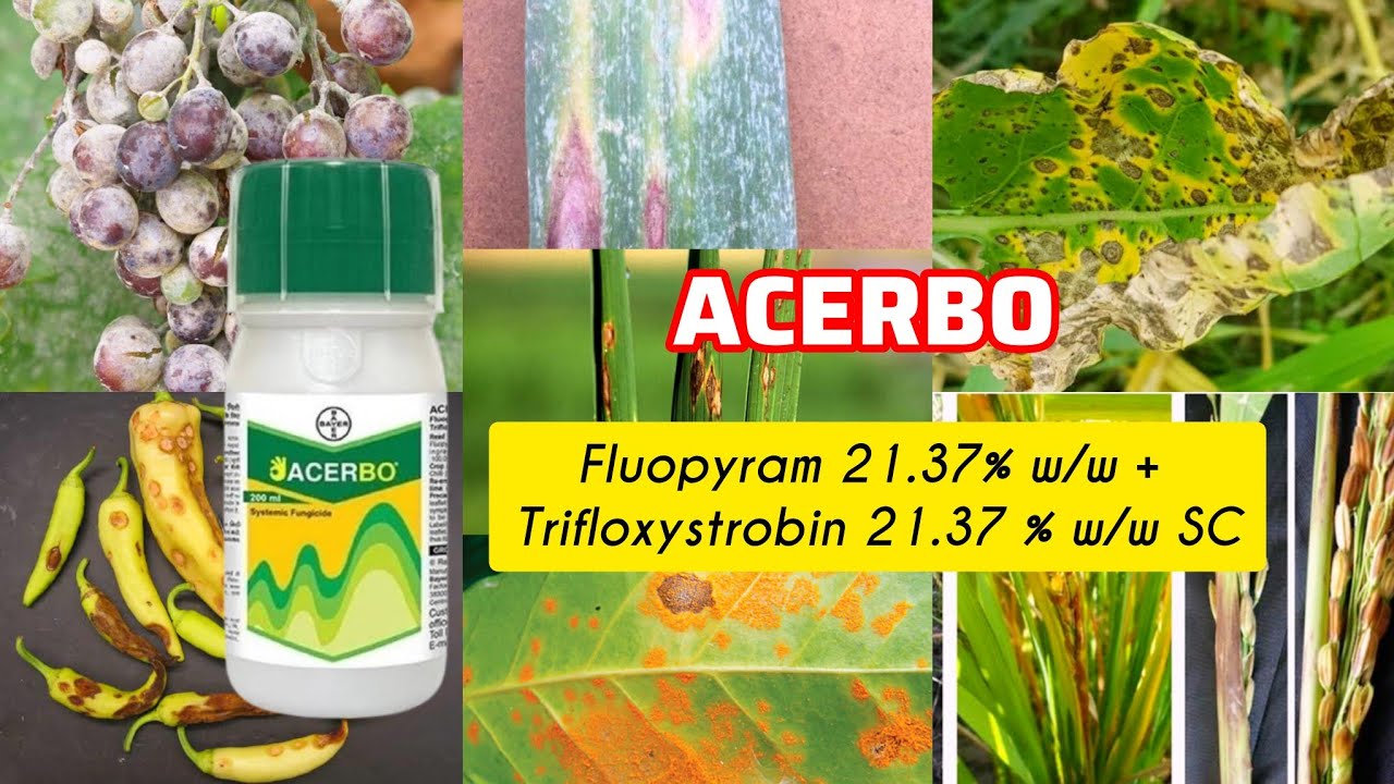 Acerbo Fungicide Bayer Technical Name Recommended Crops acerbo-fungicide-bayer-technical-name-recommended-crops