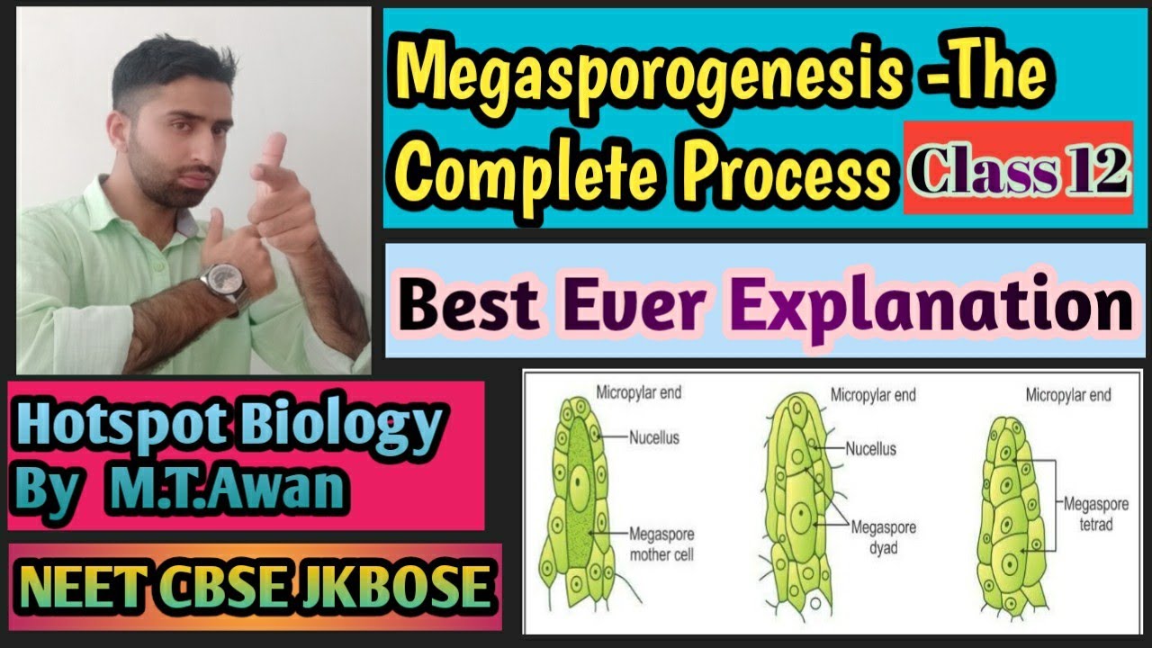 Lecture 9 Class 12 Bio Chapter 2-The Megasporogenesis/Formation of ...