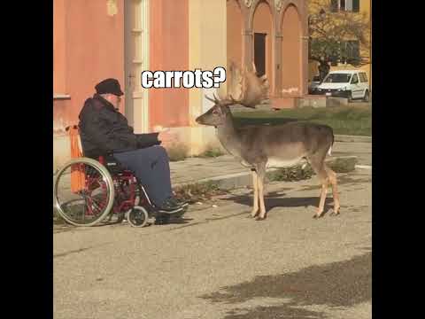 Animals Freaking Out - YouTube