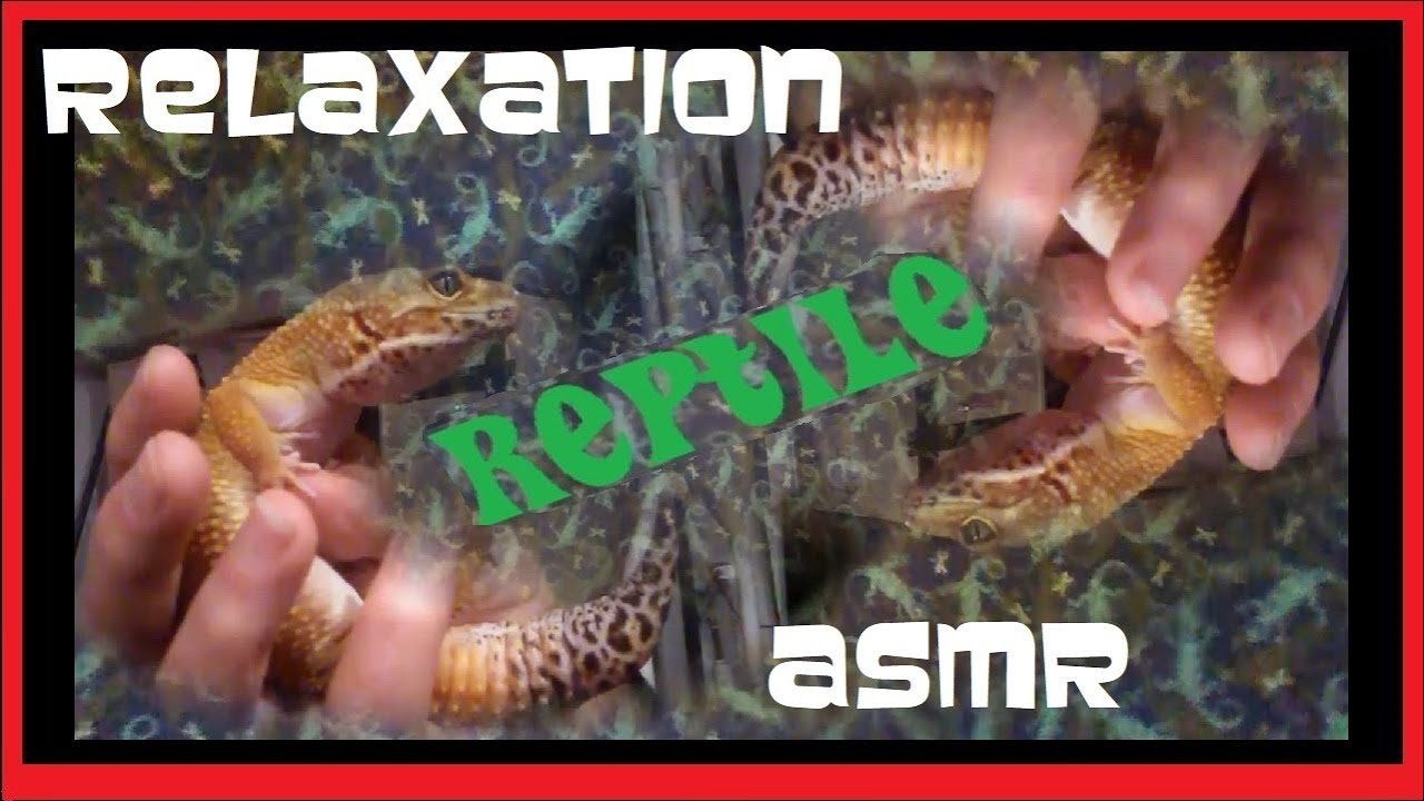 REPTILE RELAXATION Leopard Gecko ASMR relaxation MEDITATION The ...