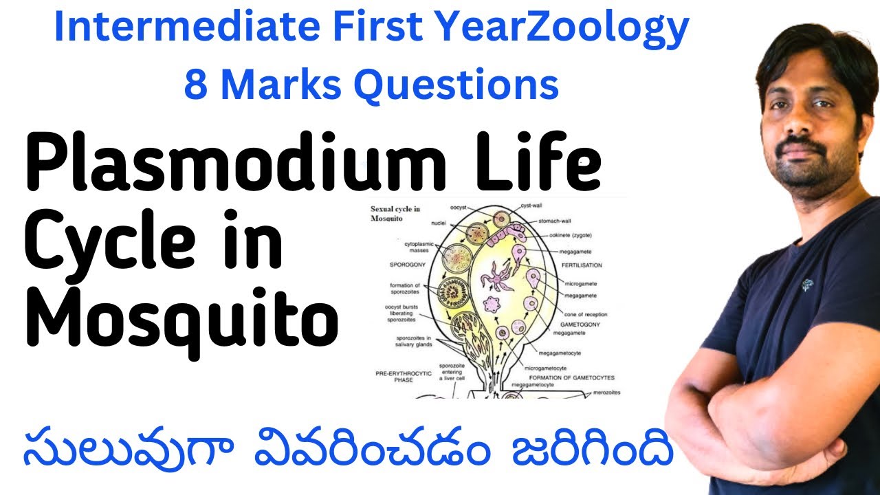 Plasmodium vivax Life Cycle in Mosquito Explained in Easyway || Inter ...