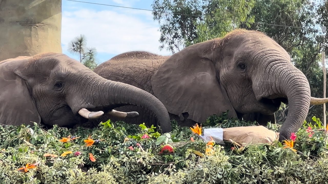 🦃Thanksgiving Feast For Elephants🍎🍉🥕🍌🥬~ San Diego Zoo ~ 11/23/2023 ...