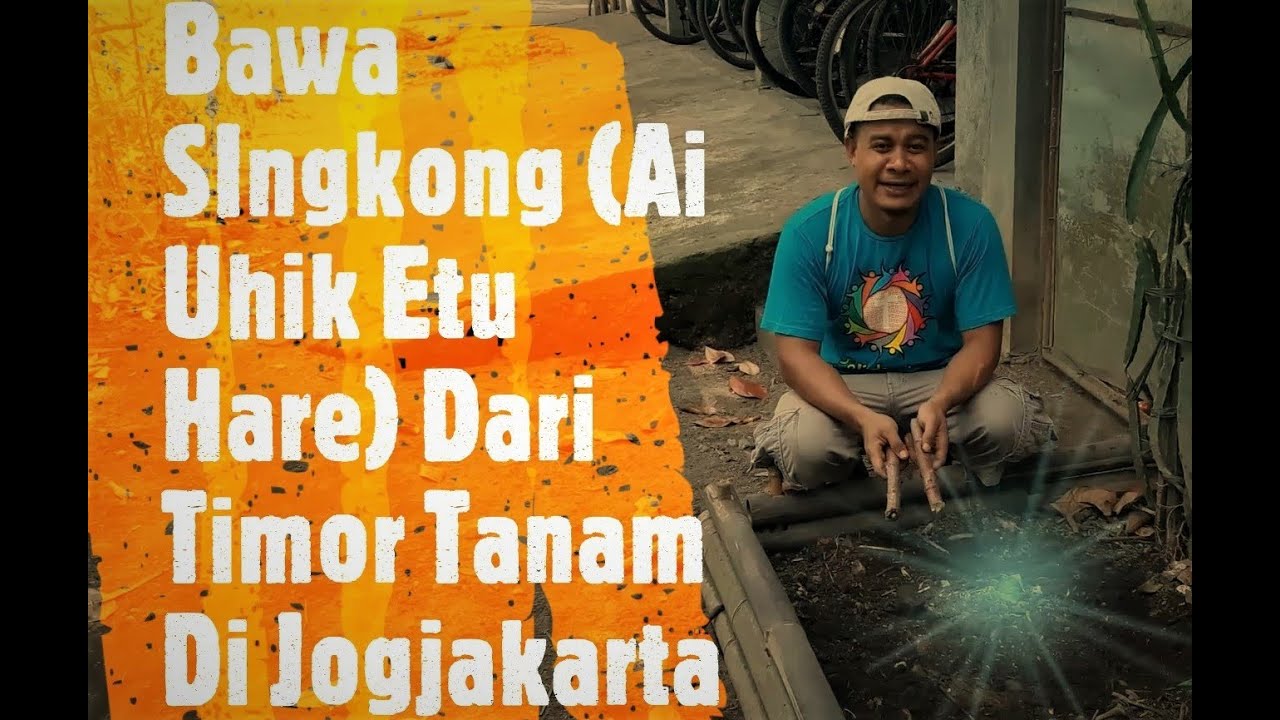 Bawa #Singkong ( Ai Uhik Etu Hare) Dari #Timor Tanam Di Jogjarta - YouTube