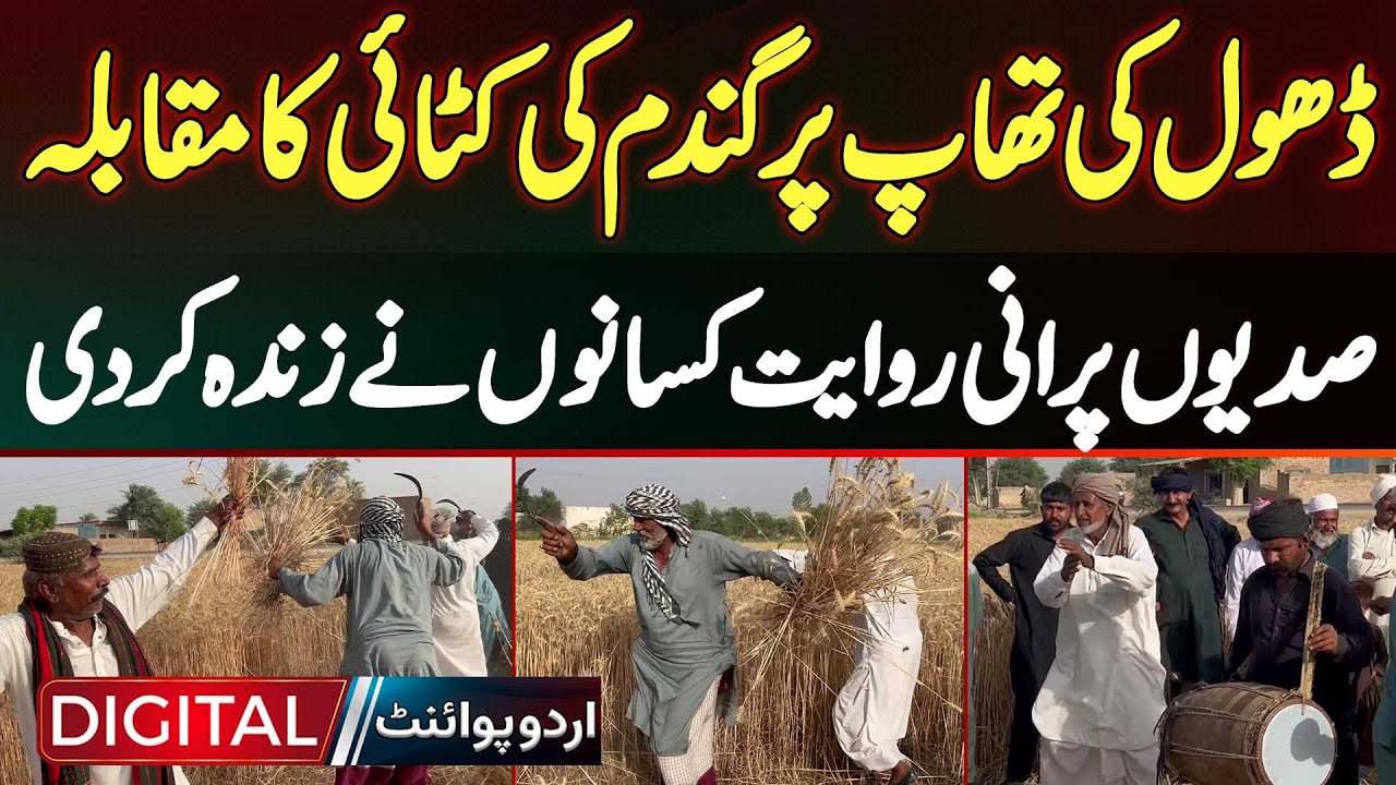 Competition Of Harvesting Wheat On The Beat Of Drum - Farmers Revive ...
