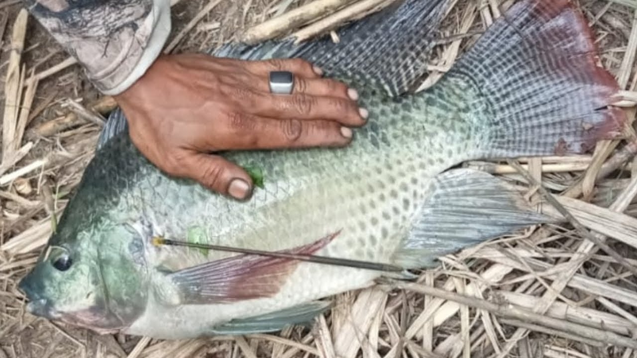 IKAN MUJAIR - JENIS IKAN AIR TAWAR ‼️ - YouTube