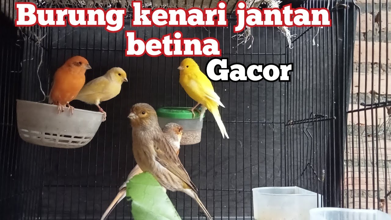 Burung kenari jantan betina siapan babon sepasang kekasih di dalam ...