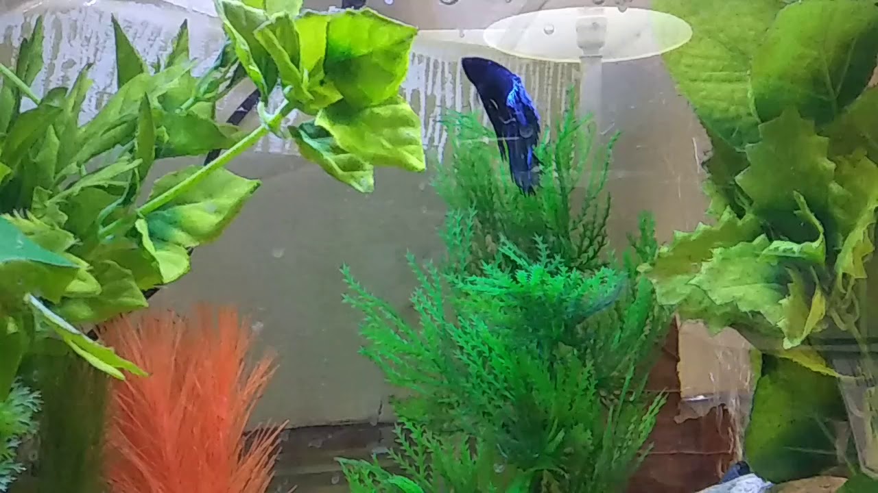 Indigo the Fish(3) - YouTube