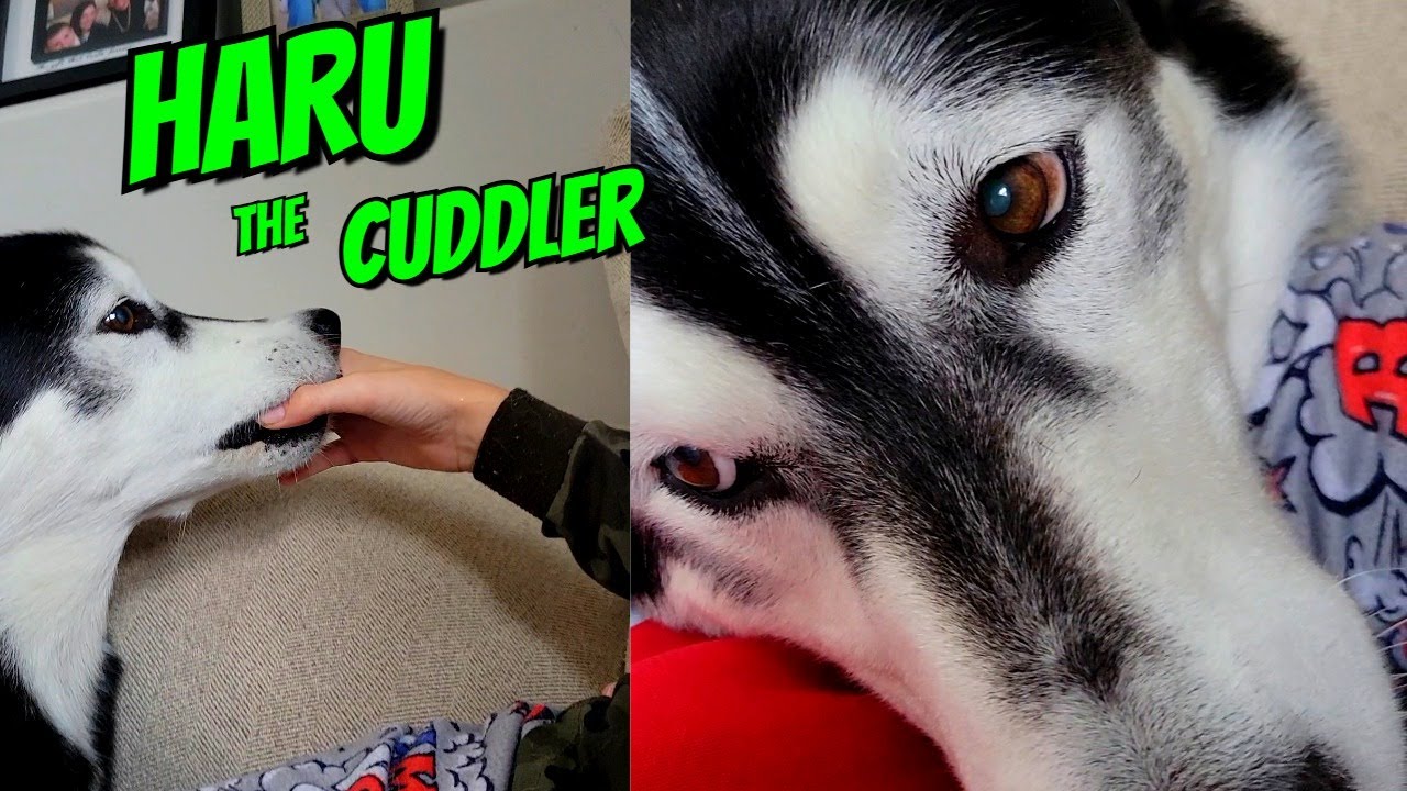 Haru the PEOPLE LOVING HUSKY #cutedog #doglover #husky - YouTube