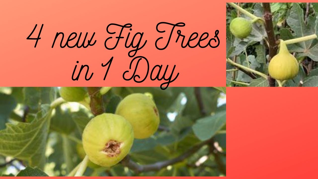 FIG TREES COLLECTION: (Ep 3) 4 NEW FIG TREES IN 1 DAY - MỘT NGÀY RẤT VUI VỚI 4 CÂY FIG MỚI - YouTube