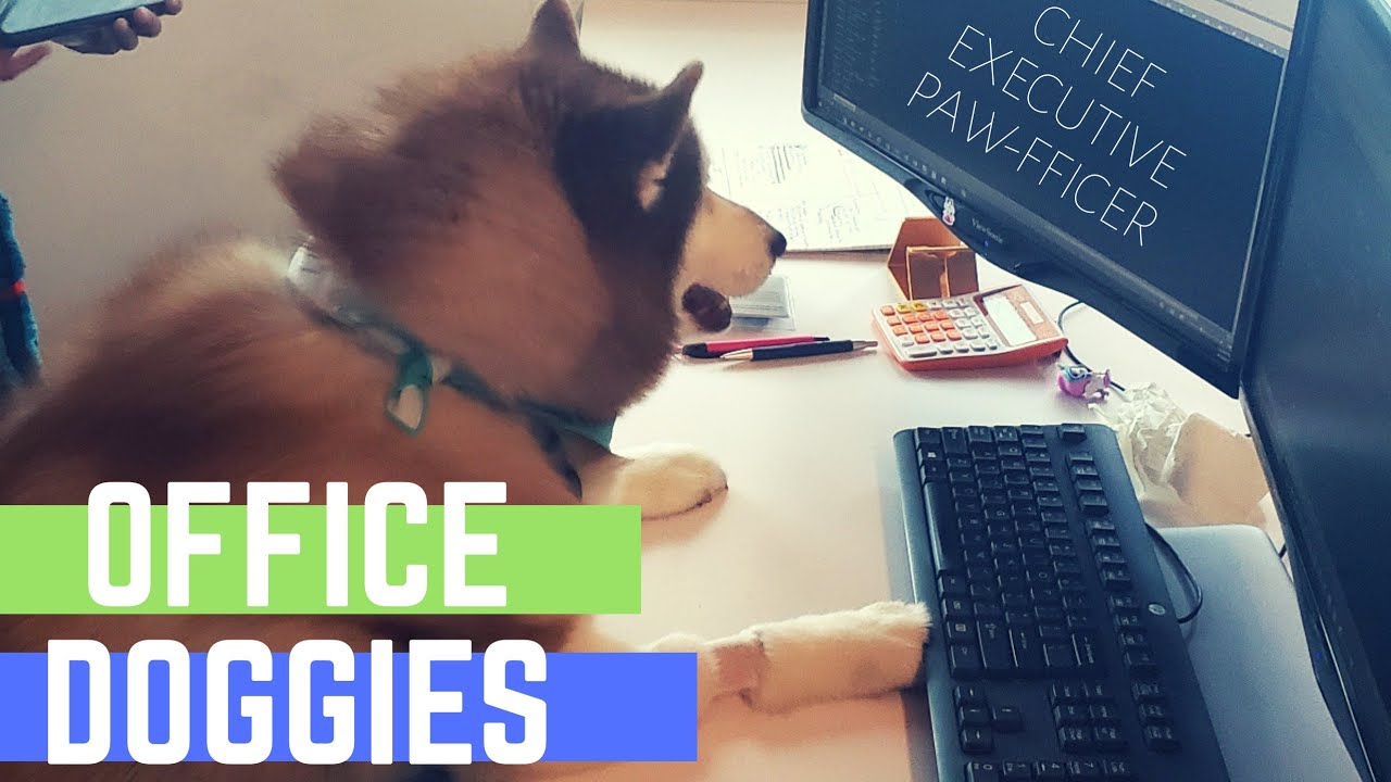 SIBERIAN HUSKY IN THE OFFICE | Should Dogs Be Allowed At Work?? - YouTube