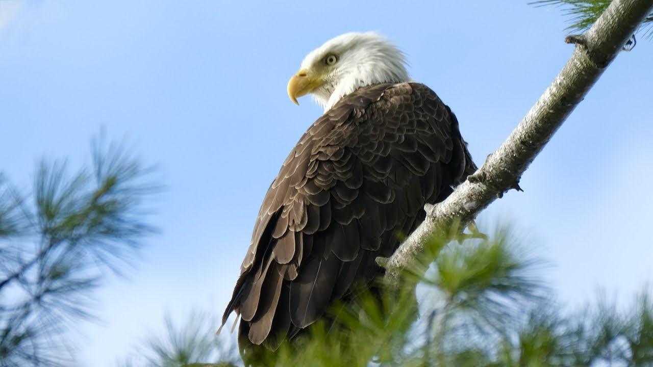 Bald Eagles Mating - YouTube