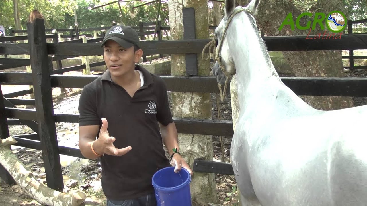 "EL PALAFRENERO" : La Herradura. Programa AgroLatinatv - YouTube