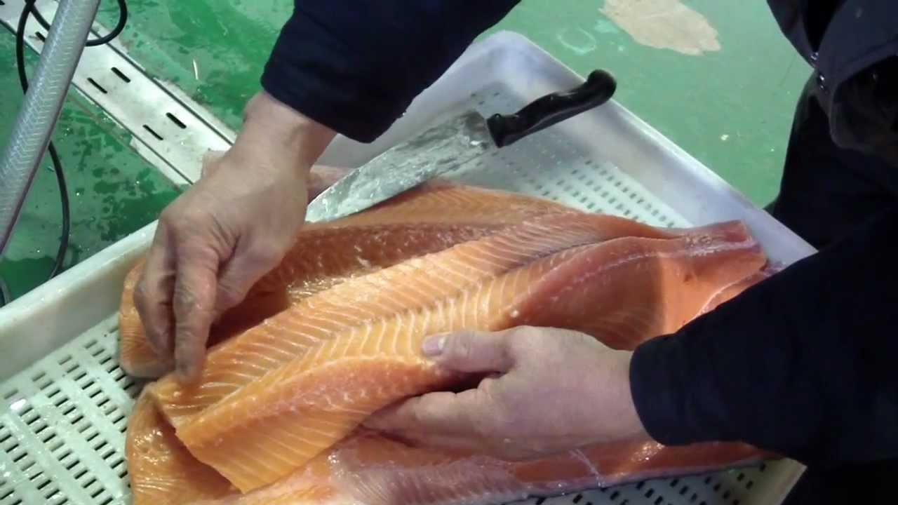 Pin Bone Remover for Salmon(CHPB-2) 청하기계 연어 핀본 리무버 - YouTube