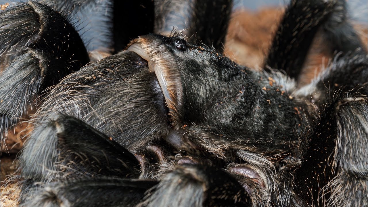 T.blondi update and a few tarantula feedings. - YouTube