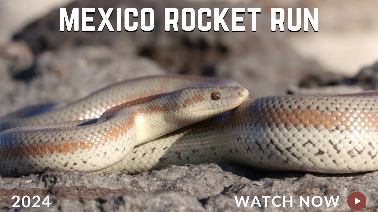 Mexico Snakes! Road Cruising for Snakes in Mexico. - YouTube