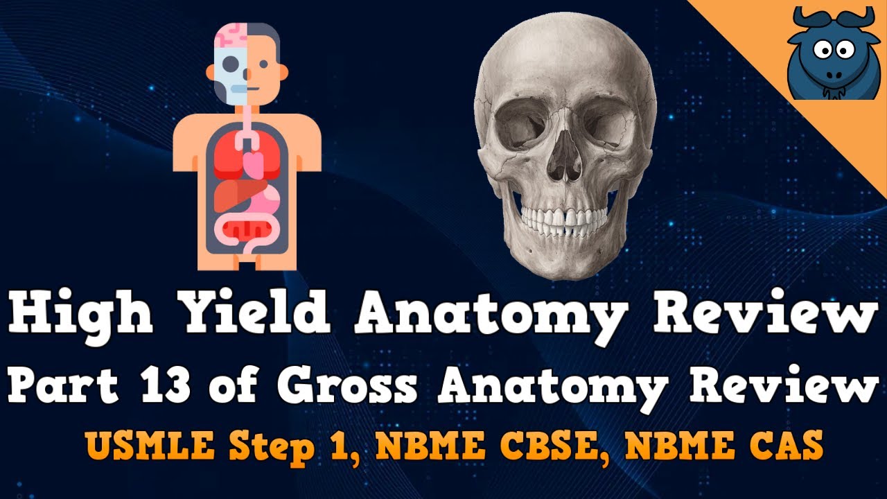 High Yield Anatomy Review Part 13 (USMLE Step 1, NBME CBSE, and NBME ...