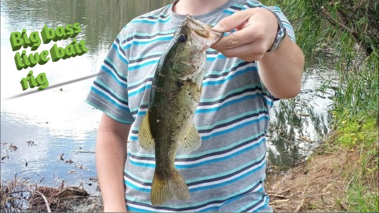 Bass live bait rig - YouTube