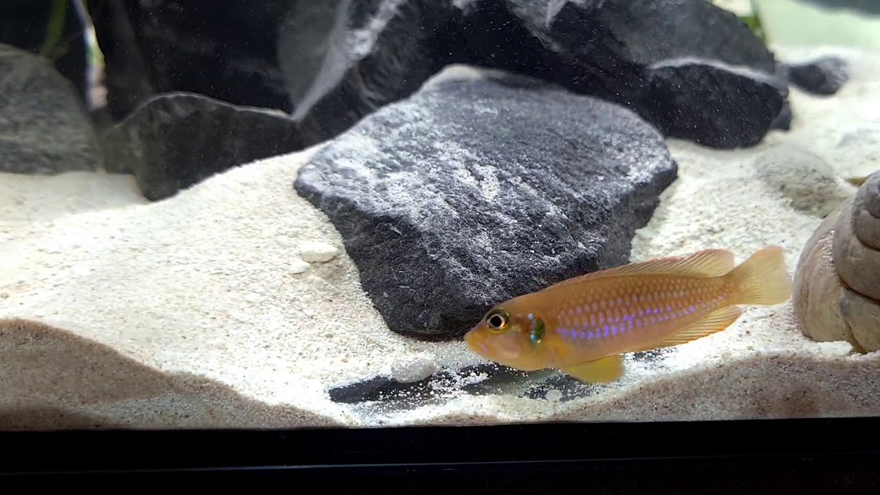 Lamprologus Ocellatus Blue