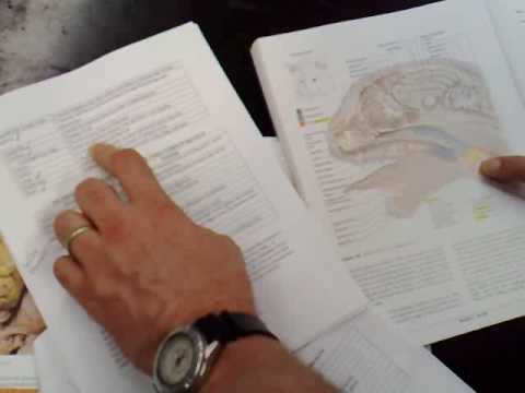 David Cat dissection - Felis glottis epiglottis larynx esophagus.mp4 ...