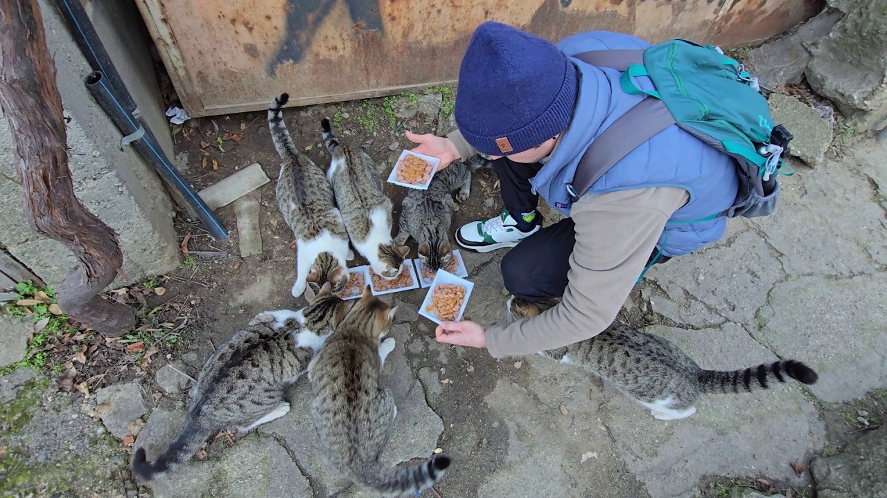 He Whispers… And Cats Come Running from All Over the Street 🐾😲 | Stray ...