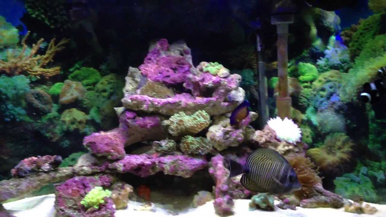 Fish tank update - YouTube