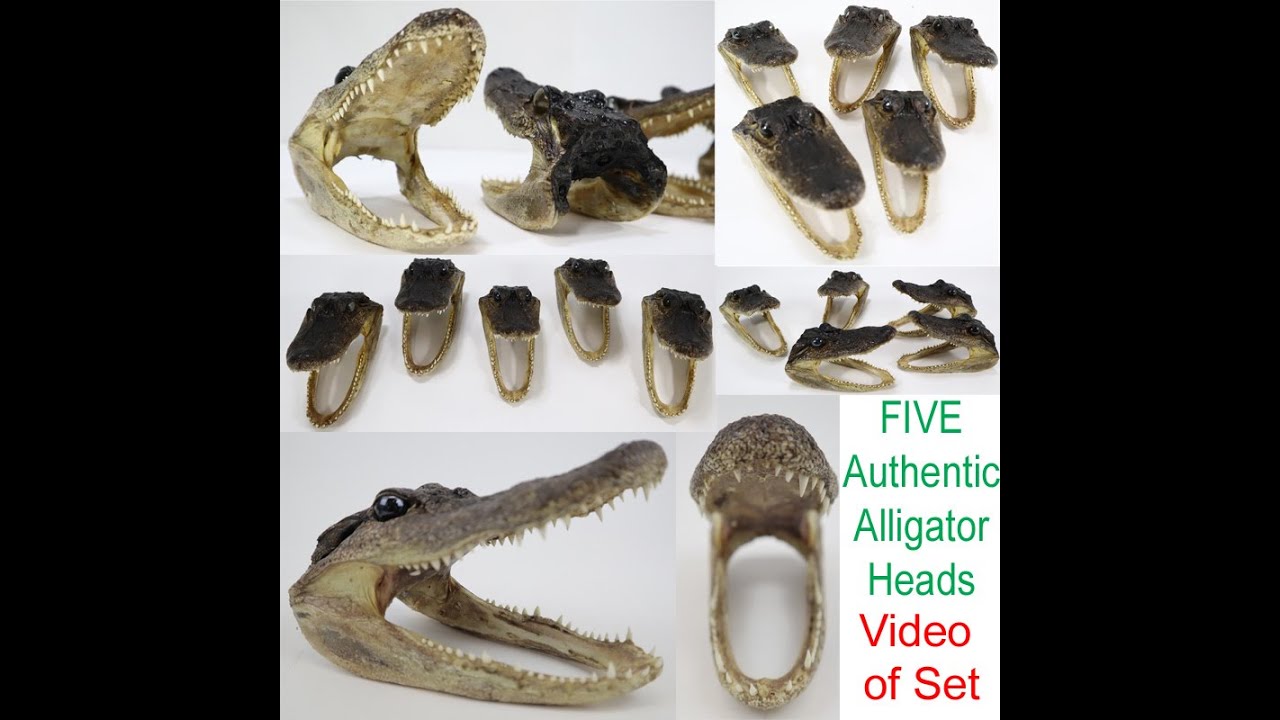 FIVE Authentic 5-6" Alligator Heads Real Alligator Taxidermy ~ Nüstuff ...