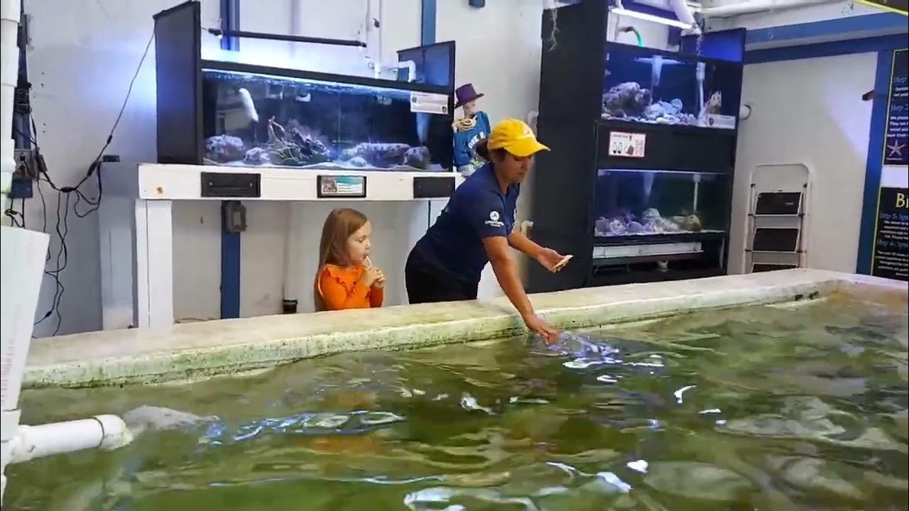 Gulf Specimen Marine Lab (1) Panacea, Florida, USA - YouTube