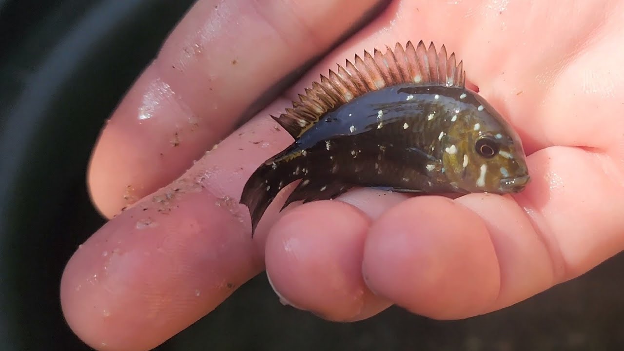Bringing Our Rare Tropheus Cichlids Indoors | Exciting Baby Discovery ...