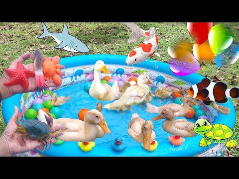 5 Little Ducks | Cute Ducklings swim and jump in the baby pool with ...
