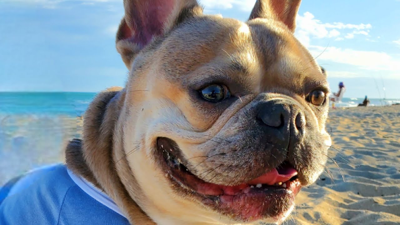 Sandy Paws - YouTube