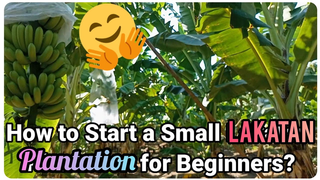 『How to Start a Lakatan Farm for Beginners?』〘Base on my Experience ...