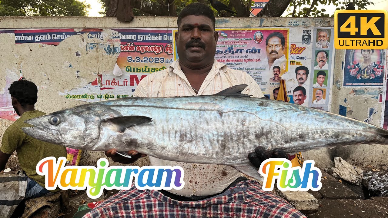 Vanjaram fish cutting video/Fishcuttingrs #fishcuttingrs #kasimedu # ...