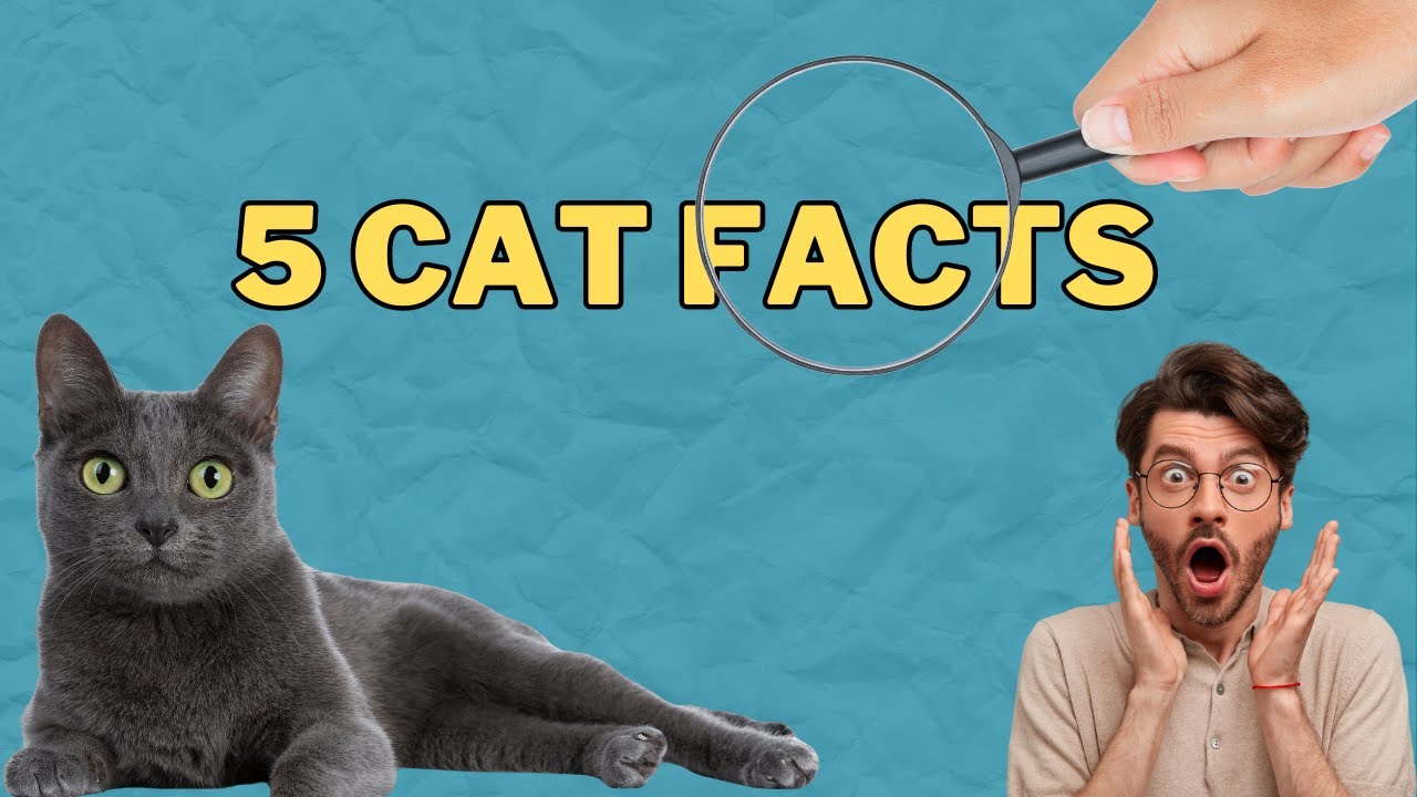 5 Facts About Cats 🐈 - YouTube