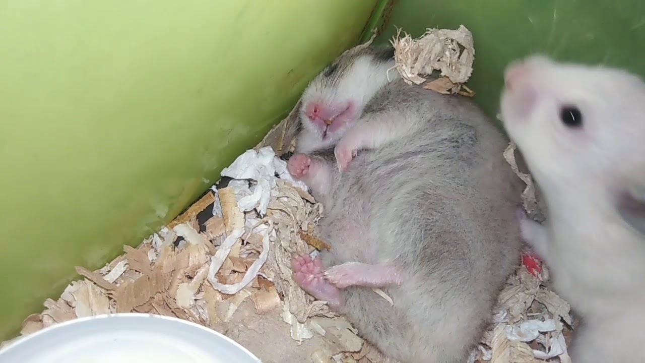 Funny Hamster siblings - YouTube