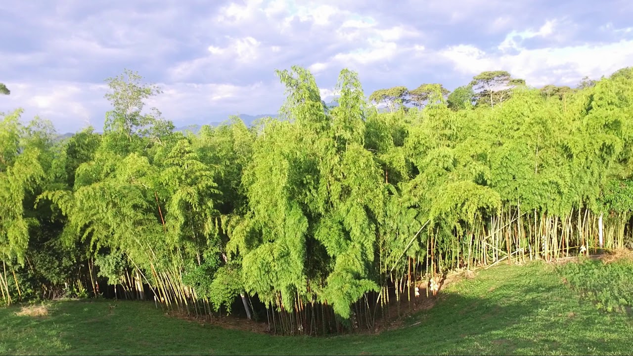 Guaduales de Malabar_ Vista Guadual - YouTube