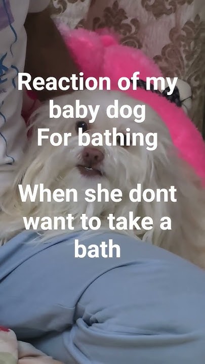 Reaction of by bany dog when she dont want to take a bath #dog #cute #love #viralshorts - YouTube