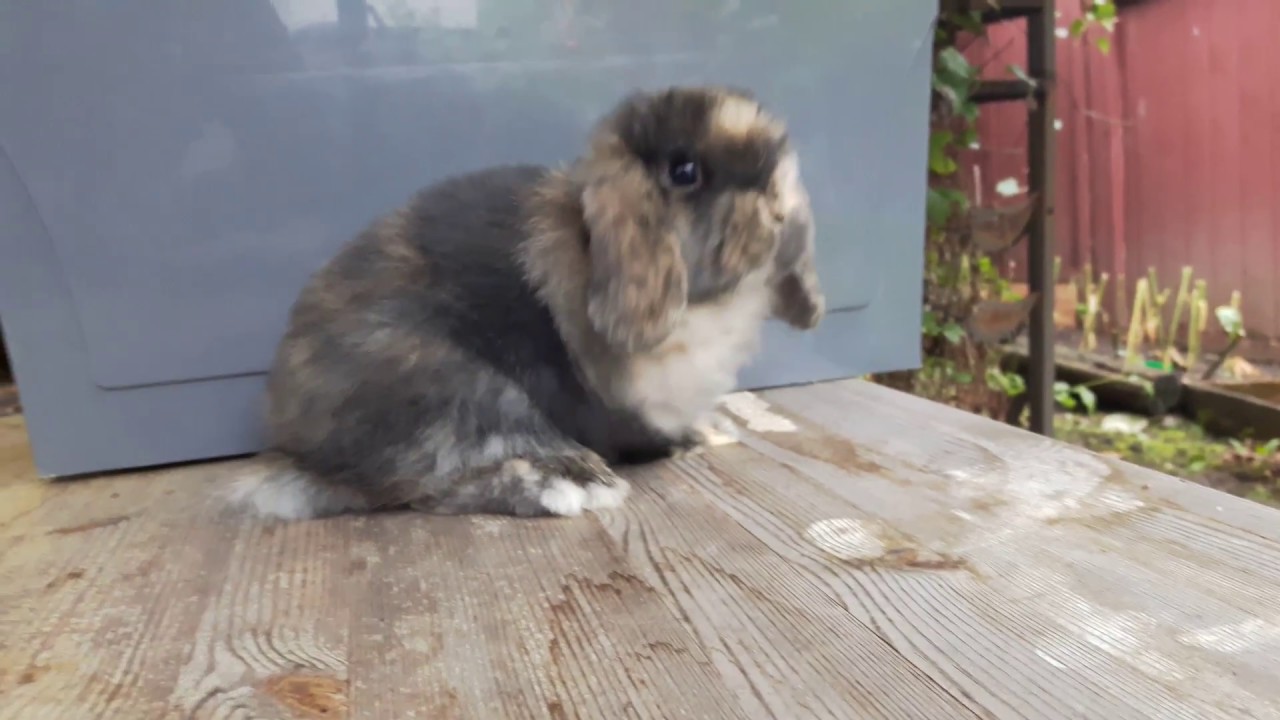 Harlequin Holland Lop Kit - YouTube