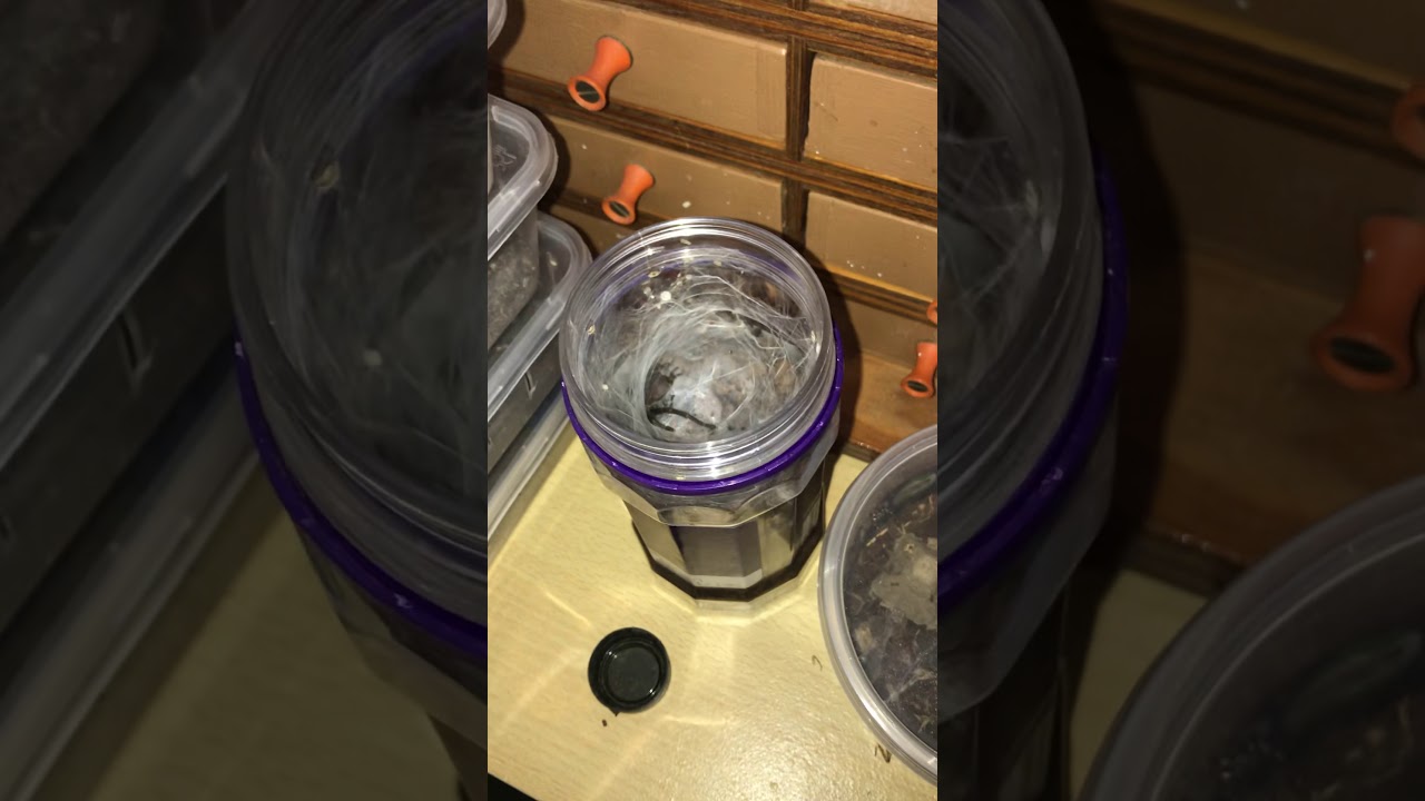 Phlogius proserpine feeding - YouTube