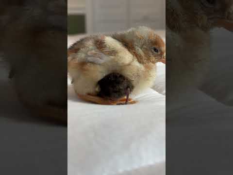 Both chicks are the same age 😅 look how small that button is 😂🐣 #babyanimals #cuteanimals #cute