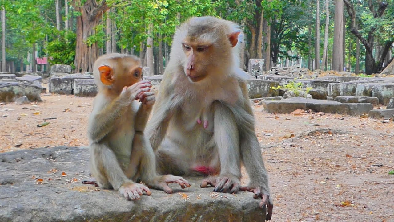 Giving monkey Joyce and her baby Jovi some snack - YouTube