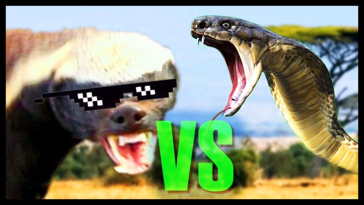  ORIGINAL MEME clean How To Escape Python Thug Life Honey