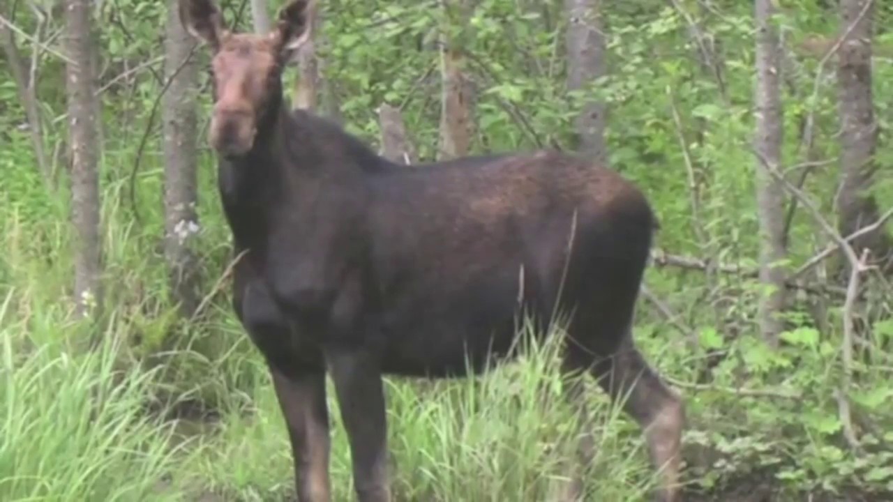 Moose with commentary - YouTube