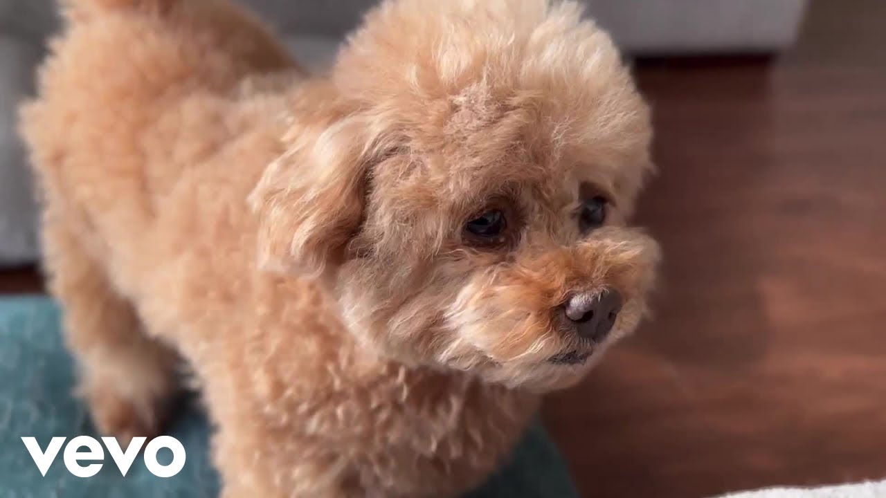 The_Gary_Gable_Virtual_Band - Bright Eyes (Official Music Video) - YouTube