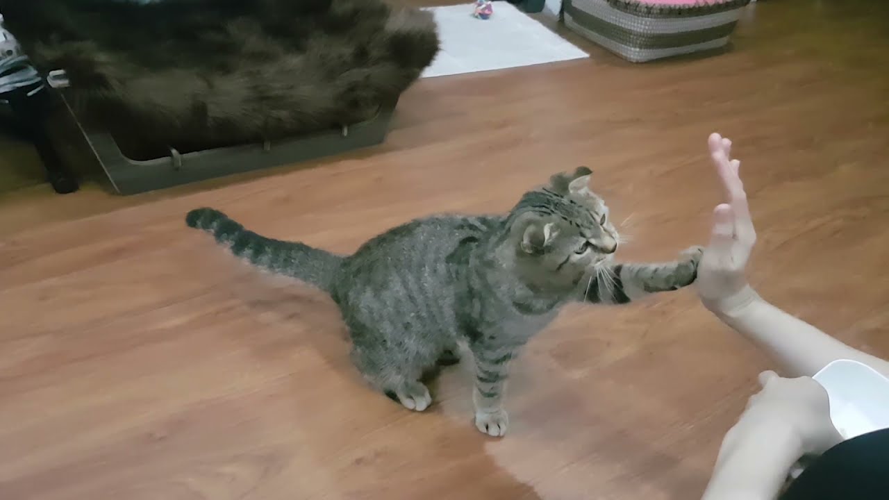 Tricks To Teach Your Cat YouTube tricks-to-teach-your-cat-youtube