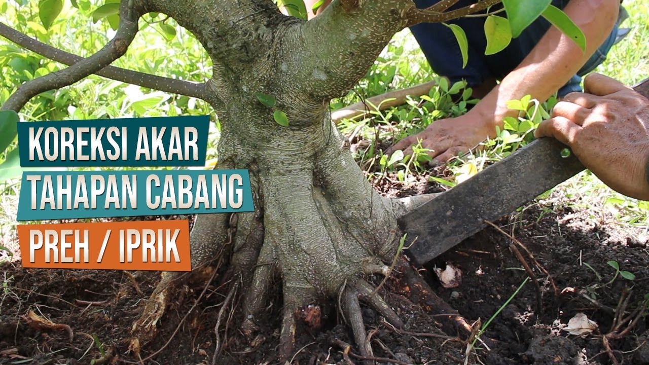 Koreksi Akar Dan Tahapan Cabang Bahan Bonsai Preh/Iprik Bersama Mas ...