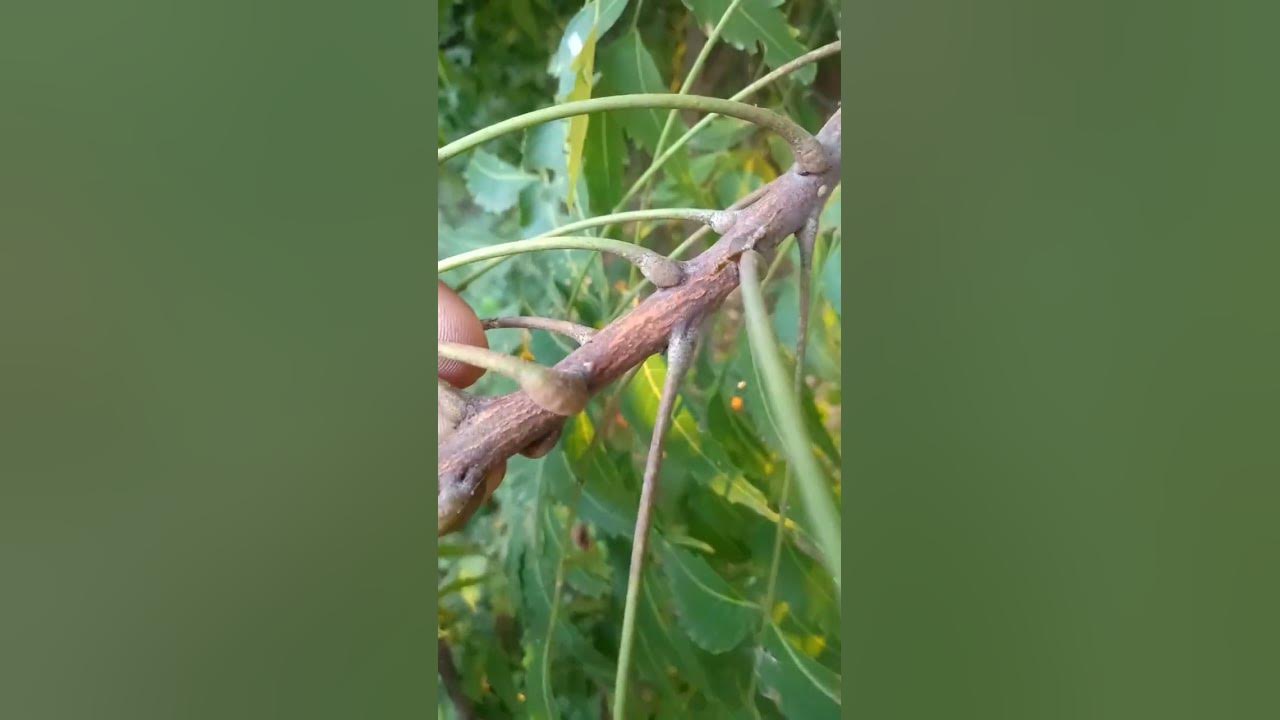 Pulvinus Leaf Base neem compound Leaf Azadirachta Indica gardening pulvinus-leaf-base-neem-compound-leaf-azadirachta-indica-gardening